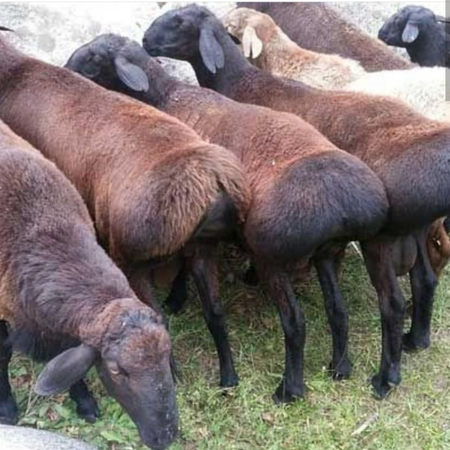 Halal meat service ishonchli halol boqilgan qo’chqorlar