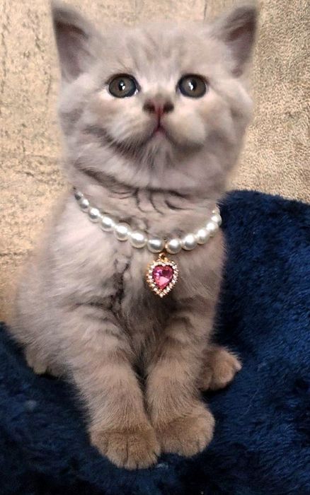 Акция! Цена снижена Скоттиши