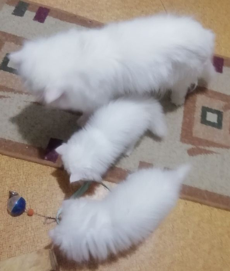 Котята персидские