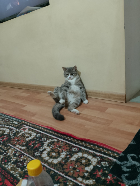 Мушук боласи сотилади