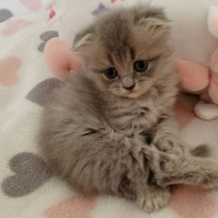 Продам котят породы скоттиш фолд