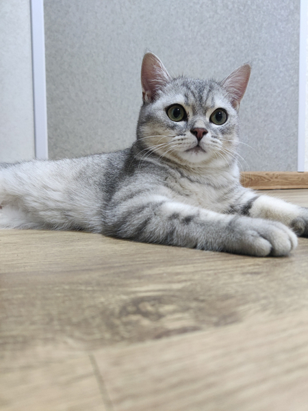 Котенок скотиш страйт