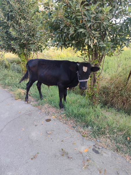 Buqacha sotiladi