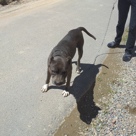Kuchu pitbul soglom