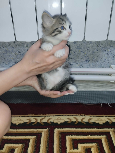 Отдам котят/Mushukchalarni beraman