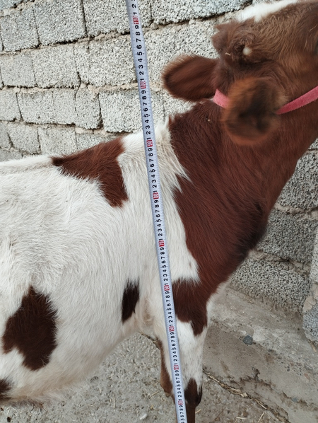 Sotiladi buqacha 6.5 mln