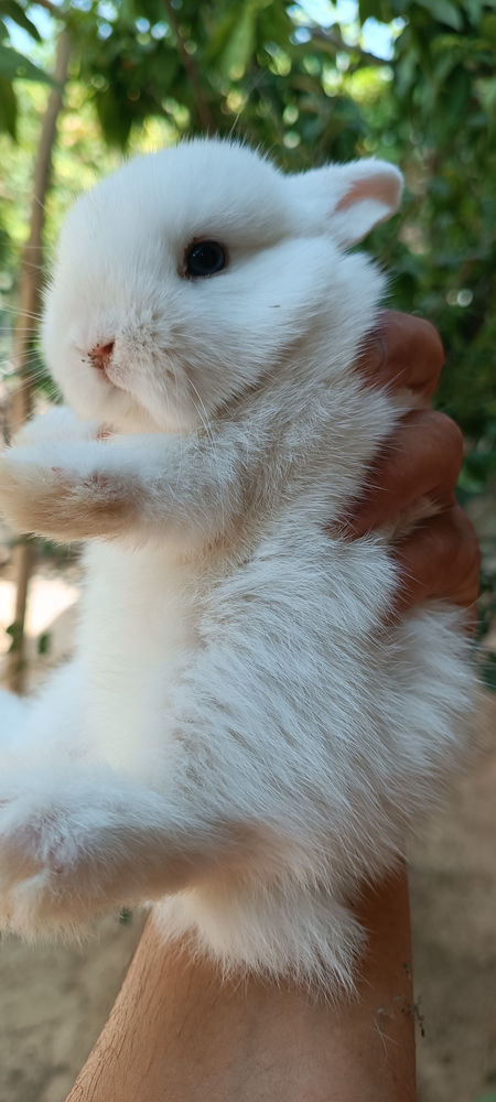 Karlik shirin quyonchalar