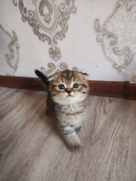 Шотландские котята Фолд и страйт