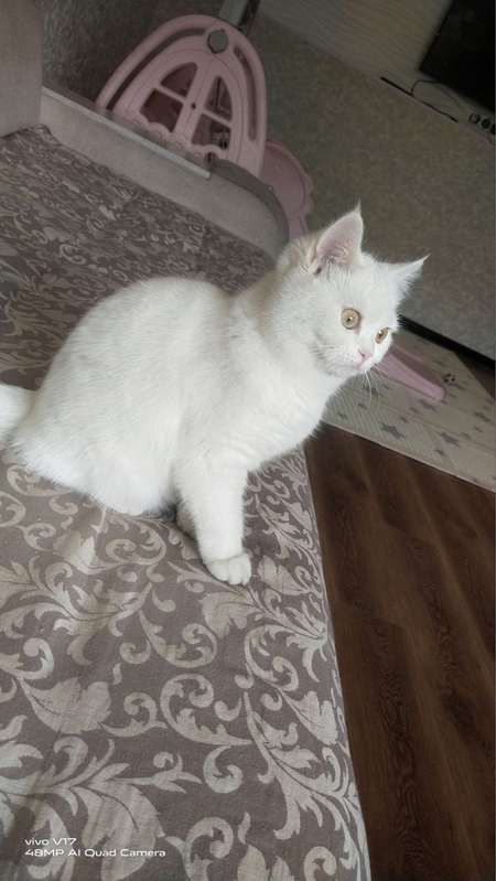 Мылые котята от породистый мамы