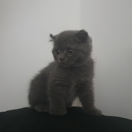 Породистые котята