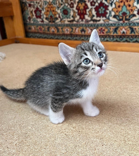 Котята в добрые ручки!
