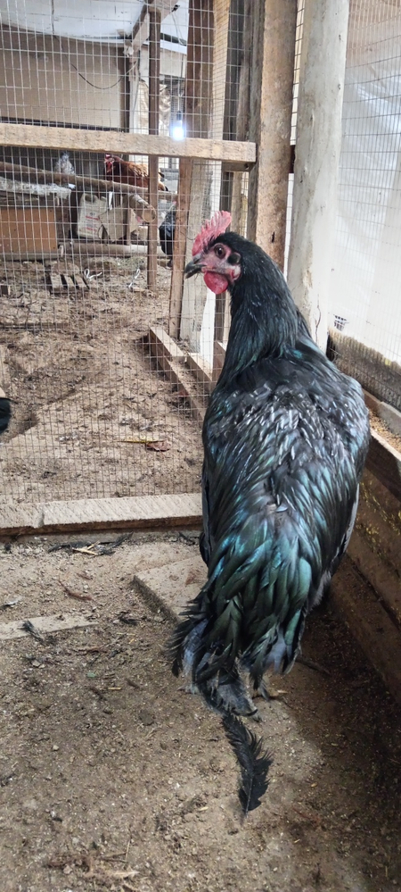 Gigant Qora shaxzoda jo‘jaxo‘rozlarar sotiladi