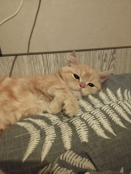 Котенок скоттиш страйт
