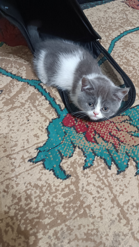 Срочно продам котёнка.
