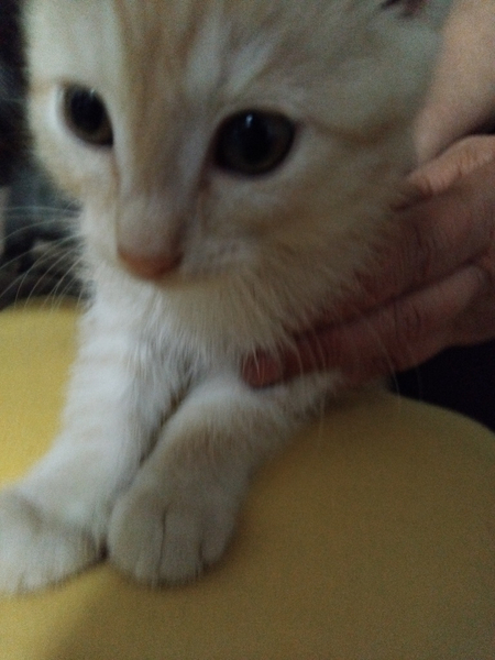 Котята Красивые и Пушистые