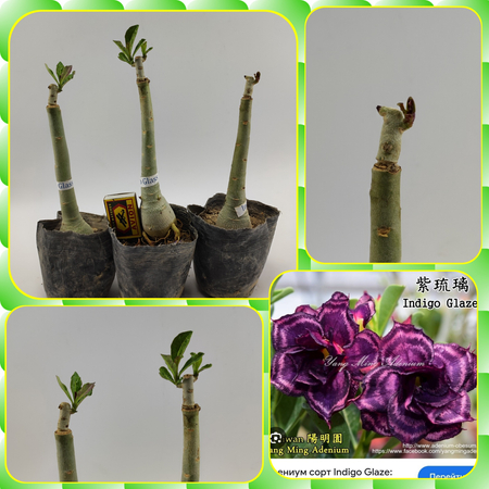 Adenium maxroviy