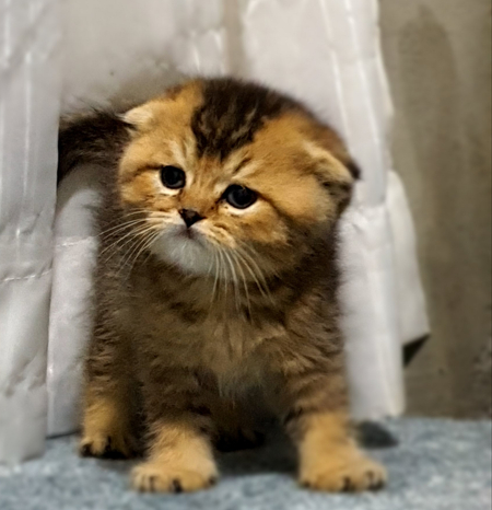 Скоттиш   фолд..