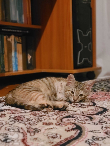 Котенок девочка (ищем доброго хозяина)