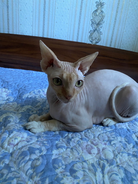 Конадский сфинкс