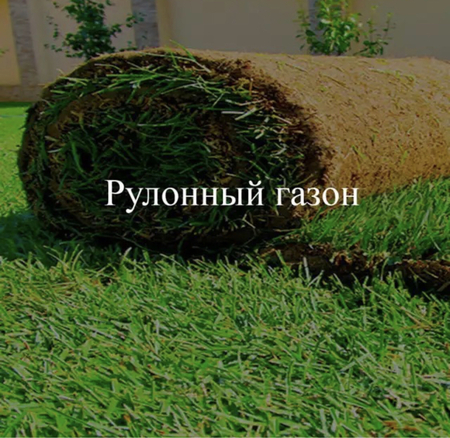газон экамиз сифатли гарантия 100% халол!