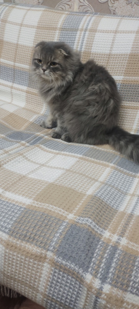 Продается Кот породы Скоттиш фолд