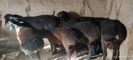 Qassob hizmati uyingizga borib soyib beramiza
