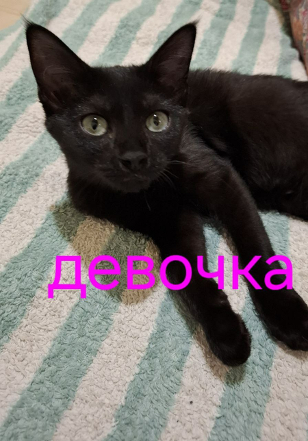 Котята в добрые руки