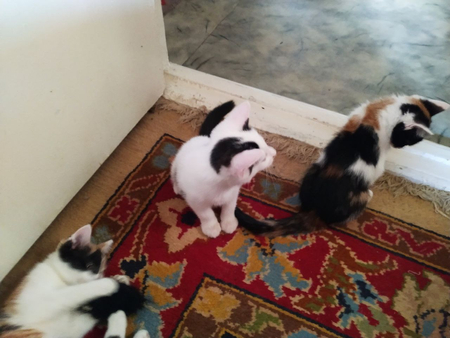 Отдам котят в добрые руки