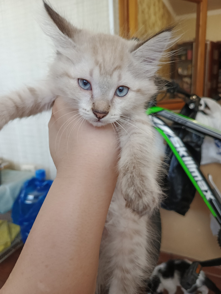 Красивые котята даром