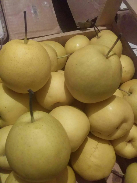 Fermer xujaligida yetishtirilgan nok kuchatlari kuzda sotuvga tayyor