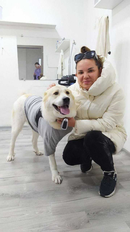 Дрессировка собак