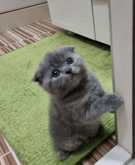 Scottish fold o’g’il bola