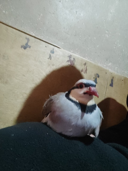 Kaklik sotiladi Termiz shaharda