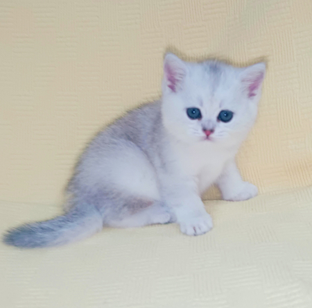 Продаётся шотландская кошечка