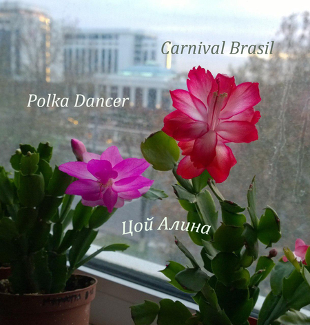 Сортовая шлюмбергера (декабрист) сорт Polka Dancer