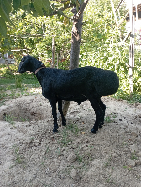 Qo'chqor qurbonlikka