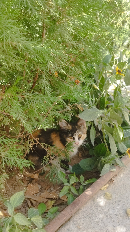 Отдам кошечку в хорошие руки