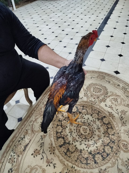 Dakan xorozlar turk zot