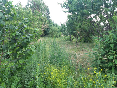 Dacha uchun yer sotiladi