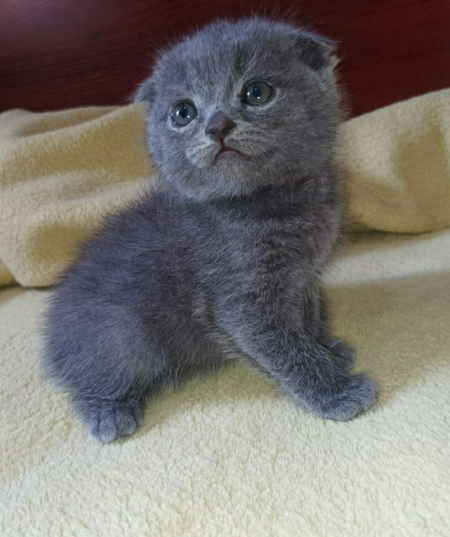 Продаются чистокровные Шотландские котята.