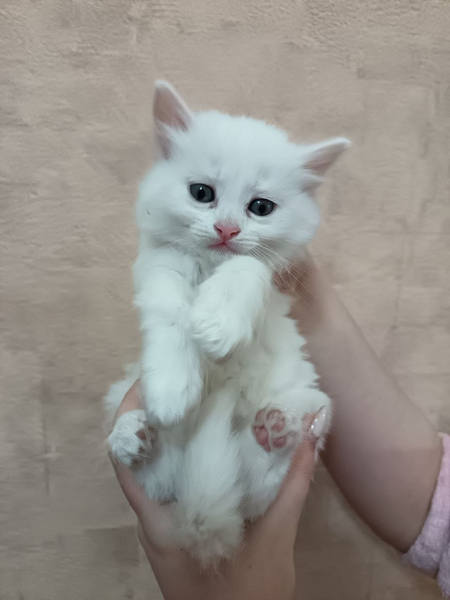 Продаются котята 100 тысяч