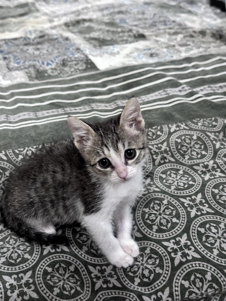 Отдам котенка в добрые руки