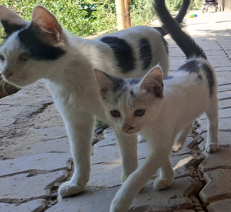 Срочно отдам котят в хорошие руки