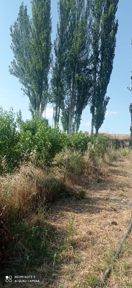 Bog' 6 sotx dakumentlari bor 20.000$