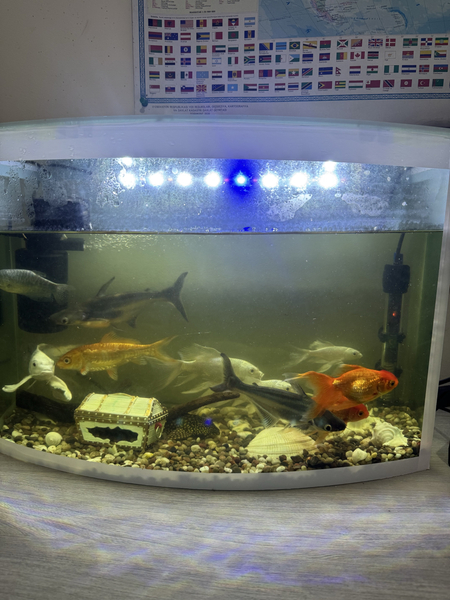 Akvarium baliq sotiladi (аквариумные рыби)