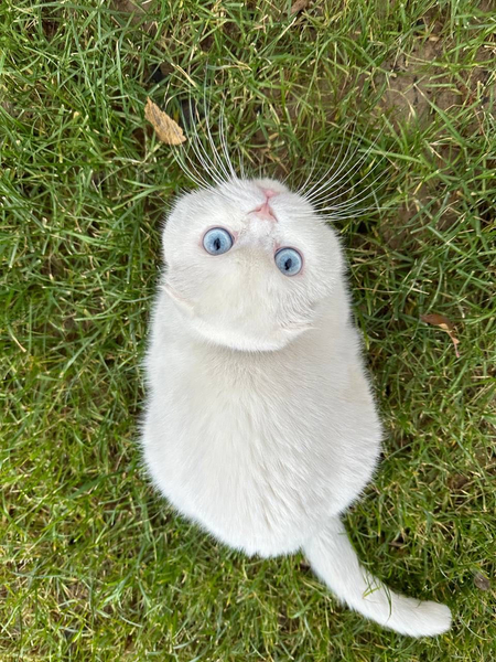 Вязка со Скоттиш Фолд