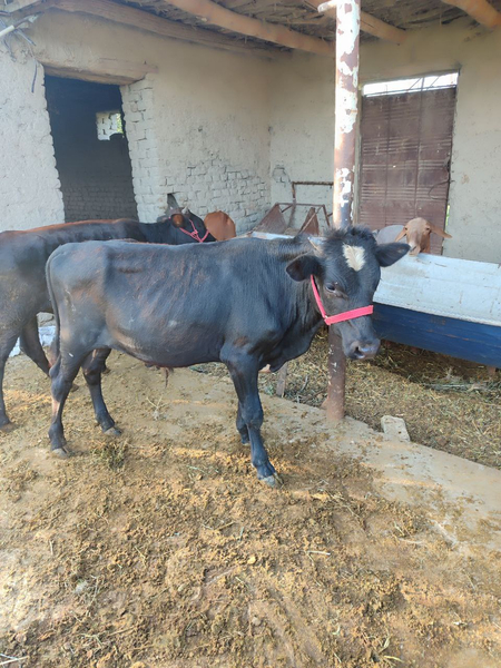 Buqacha sotiladi