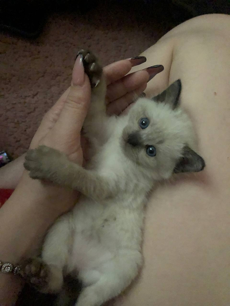 НА БРОНЬ Сиамские котята чистокровные