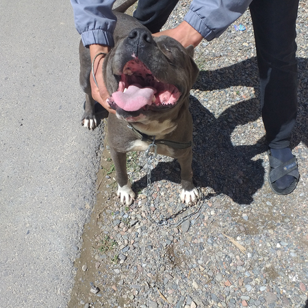 Kuchu pitbul soglom
