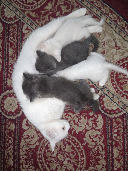Продаю породистых котяи